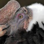 Venezuela intenta salvar al cóndor andino: solo quedan 10 ejemplares en ...